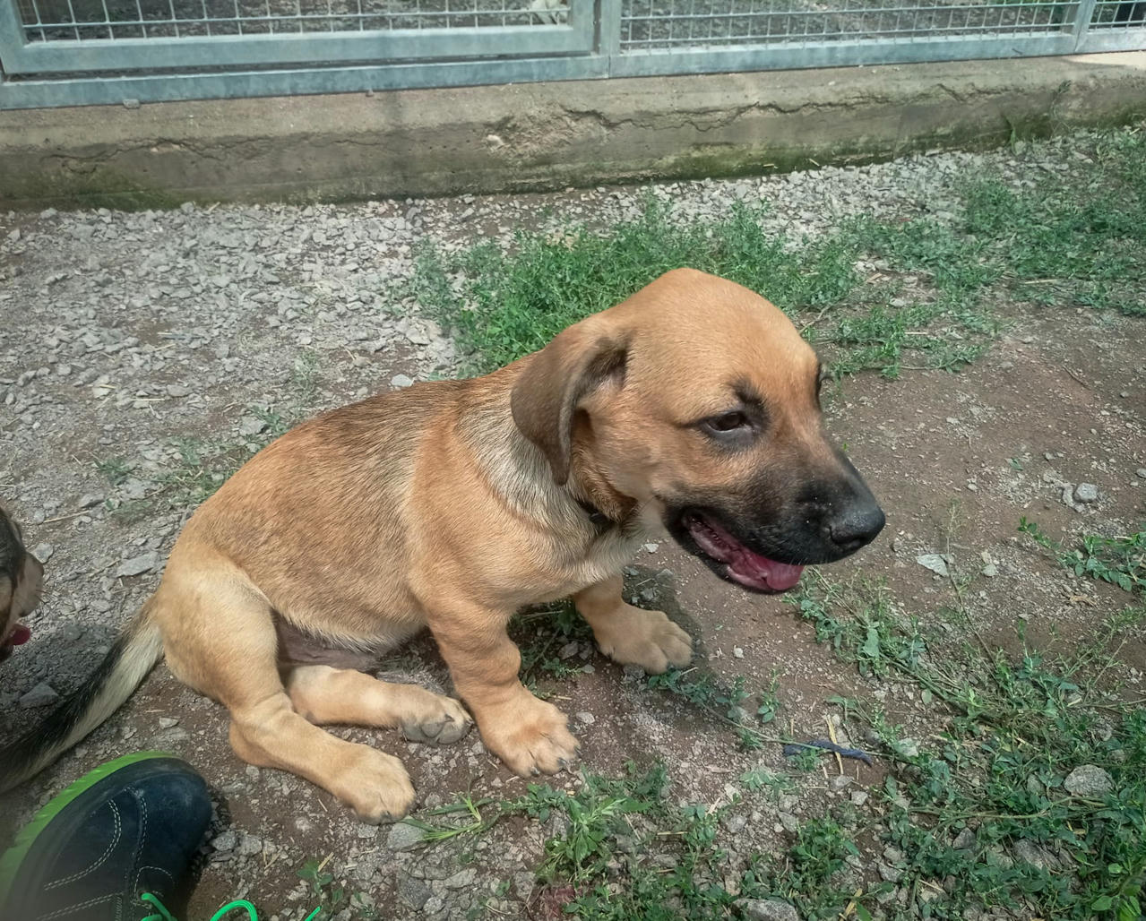 Canile Trento | Canile Trento