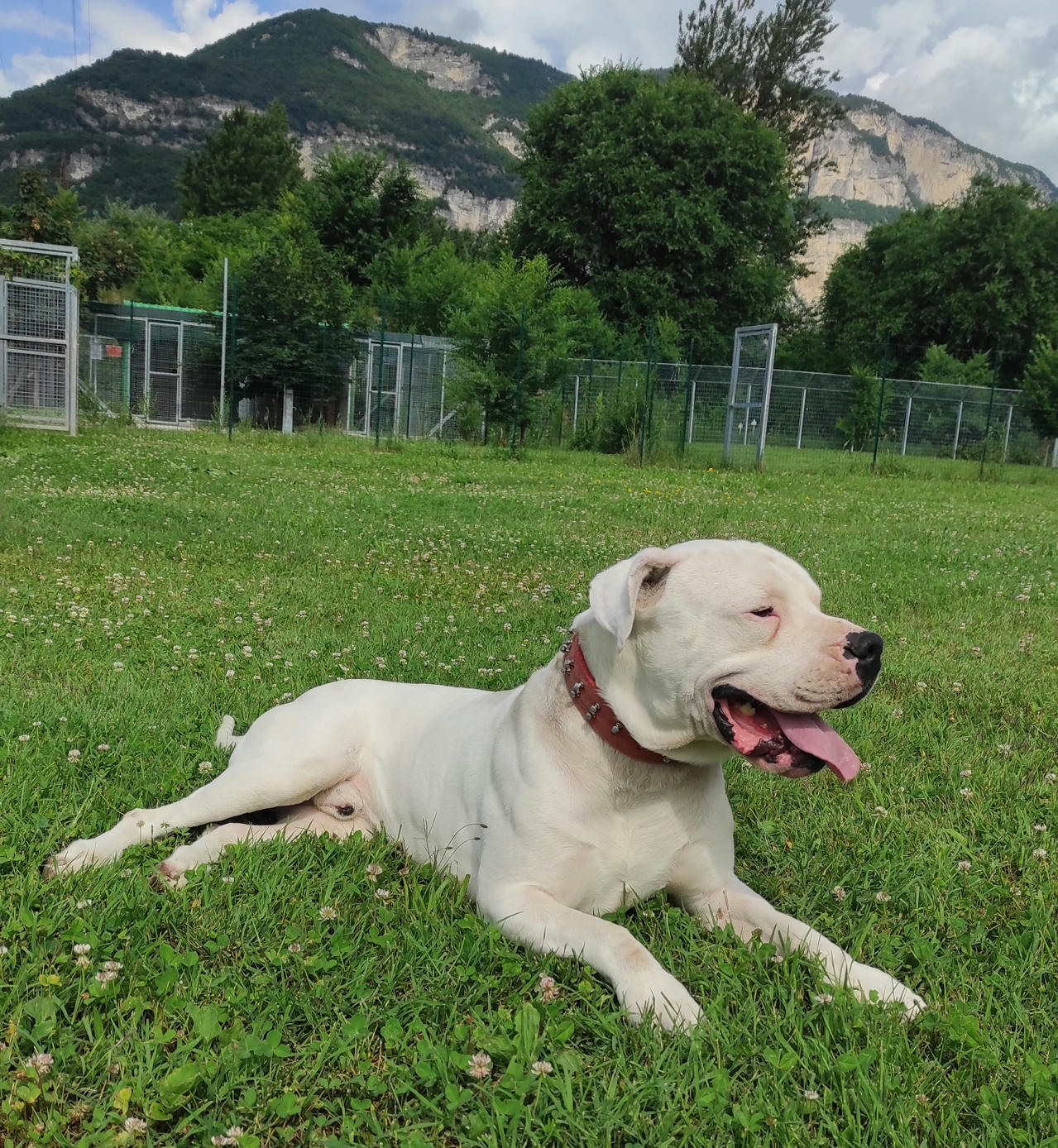 Adozioni | Canile Trento